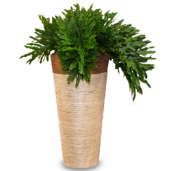 Planters – Tadeco Home